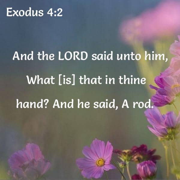 Bible Verses About Rod - 81 passages - King James Version (KJV)