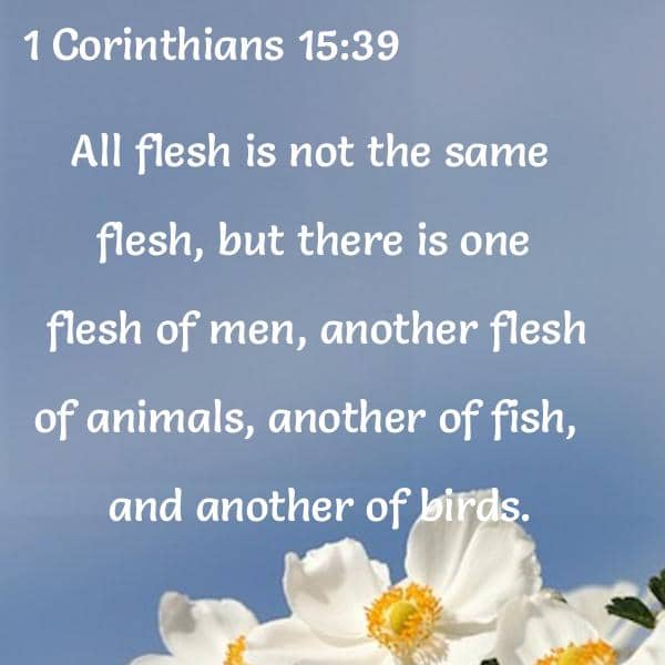 Bible Verses About Fish - 72 passages - World English Bible (WEB)